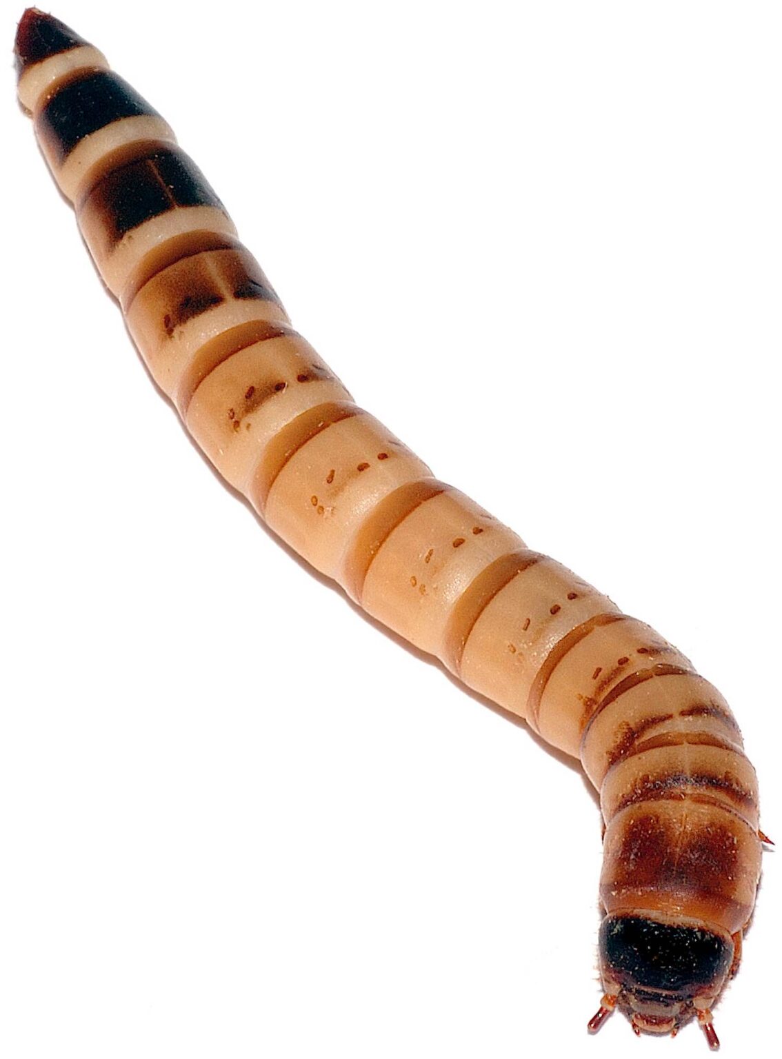 Plastic heroes; hungry worms eat plastic: Zophobas Morio ‘super worm ...