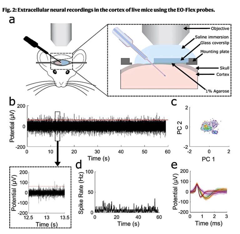 Breakthrough: tiny probes that can explore your spinal cord — less ...